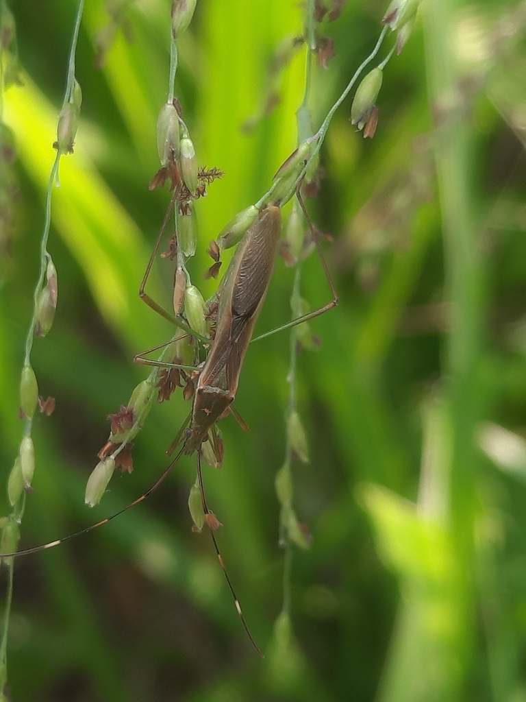 Paddy Bug from Islands, HK on September 18, 2022 at 10:02 AM by ...