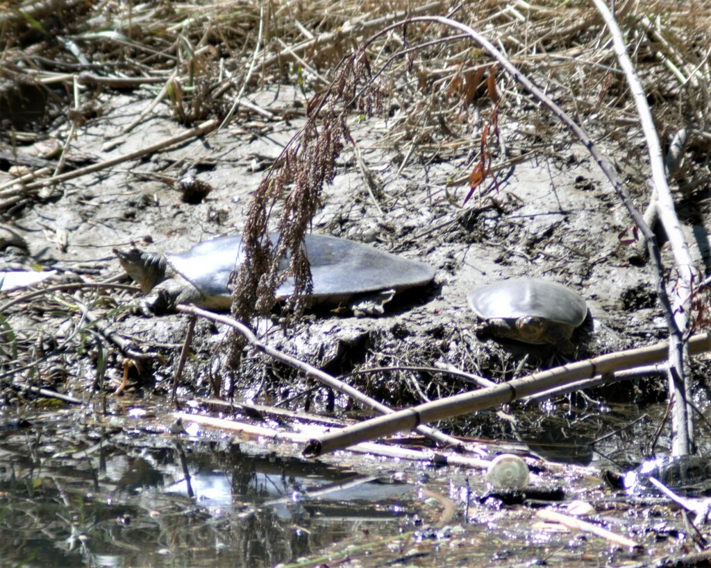 Texas Spiny Softshell in September 2022 by Gilberto Torres · iNaturalist