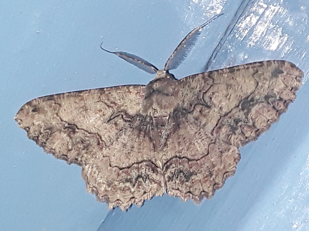 Boarmiini from Kausani, District Almora, Uttarakhand 263639, India on ...