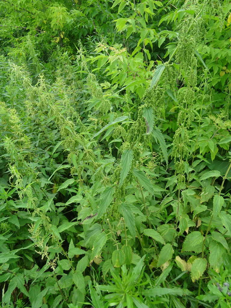 Urtica sondenii from Голышманово, Тюменская обл., Россия on July 16, 2022 at 02:08 PM by Igor ...