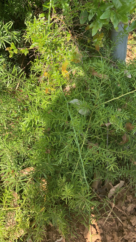 African Asparagus from Rochedale on September 20, 2022 at 03:18 PM by ...