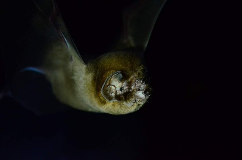 Ghost-faced Bat from Santa Catarina, Mor., México on October 25, 2017 ...