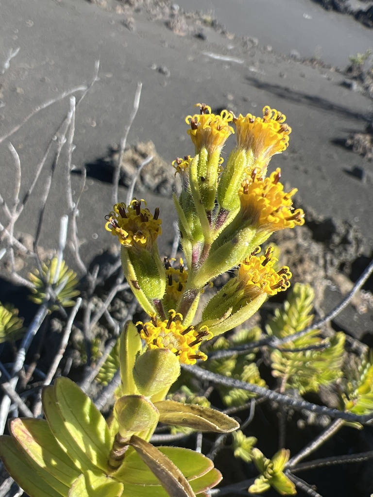 tarweeds, silverswords, and allies (Madieae) - Botanical Realm