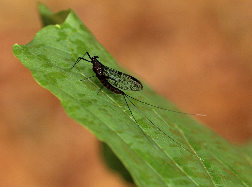 Mayflies from State Highway 65, Nadpal, Karnataka 576112, India on ...