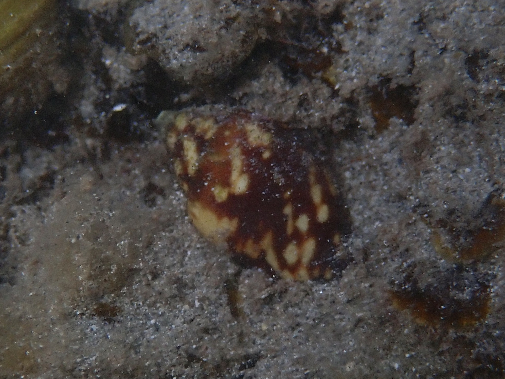 Strigatella litterata (Lamarck, 1811)