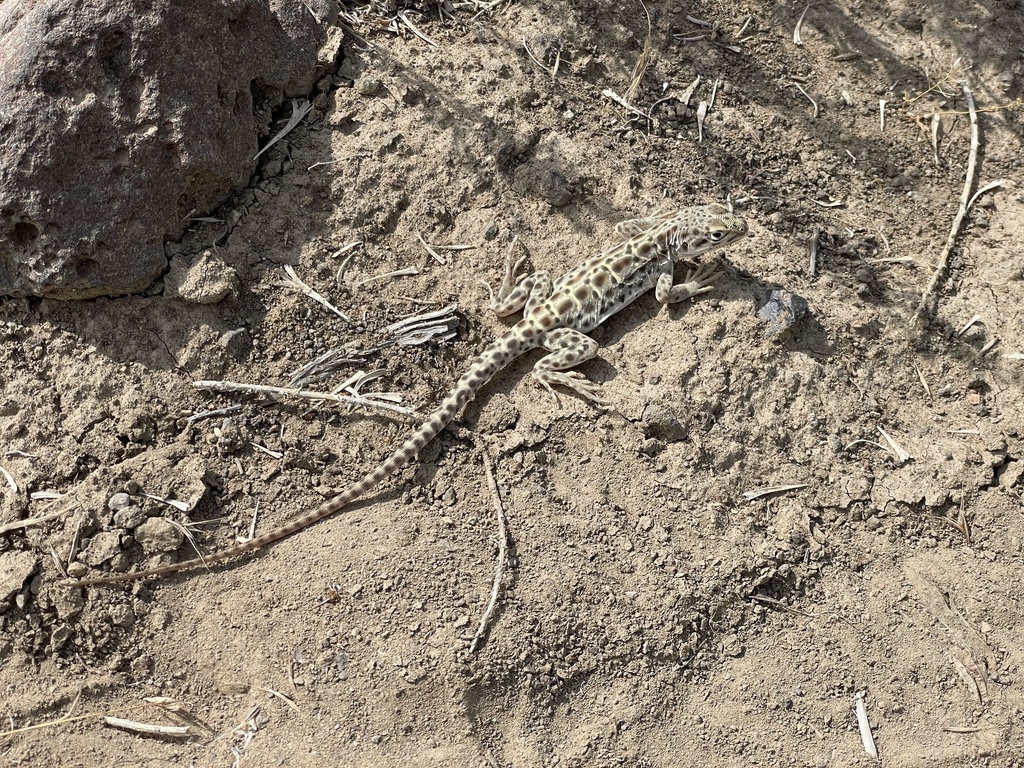 Long-nosed Leopard Lizard from Humboldt County, US-NV, US on September ...