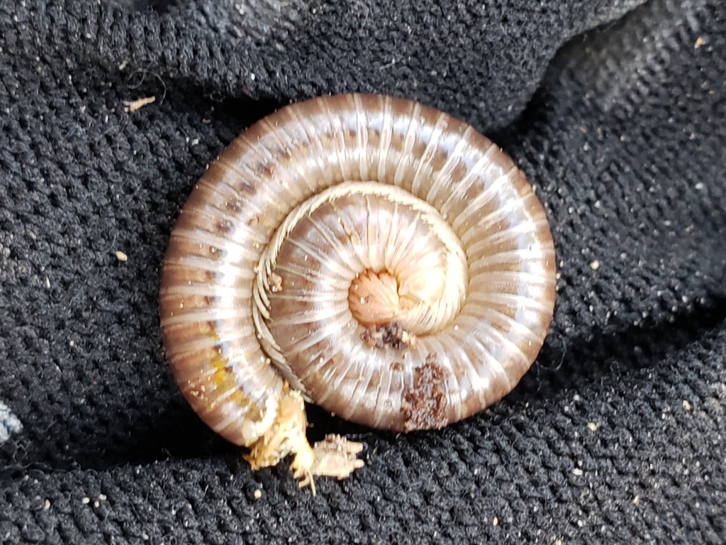 Eugnatha in December 2021 by Arturo Santos · iNaturalist