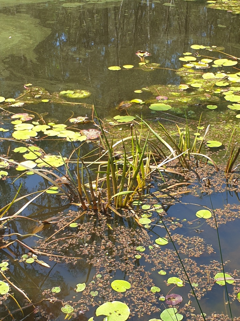 woolly frog's-mouth in September 2022 by PeterCopping · iNaturalist