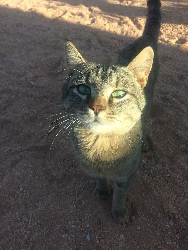 Domestic Cat from Kunene Region, Namibia on July 9, 2018 at 05:35 PM by ...