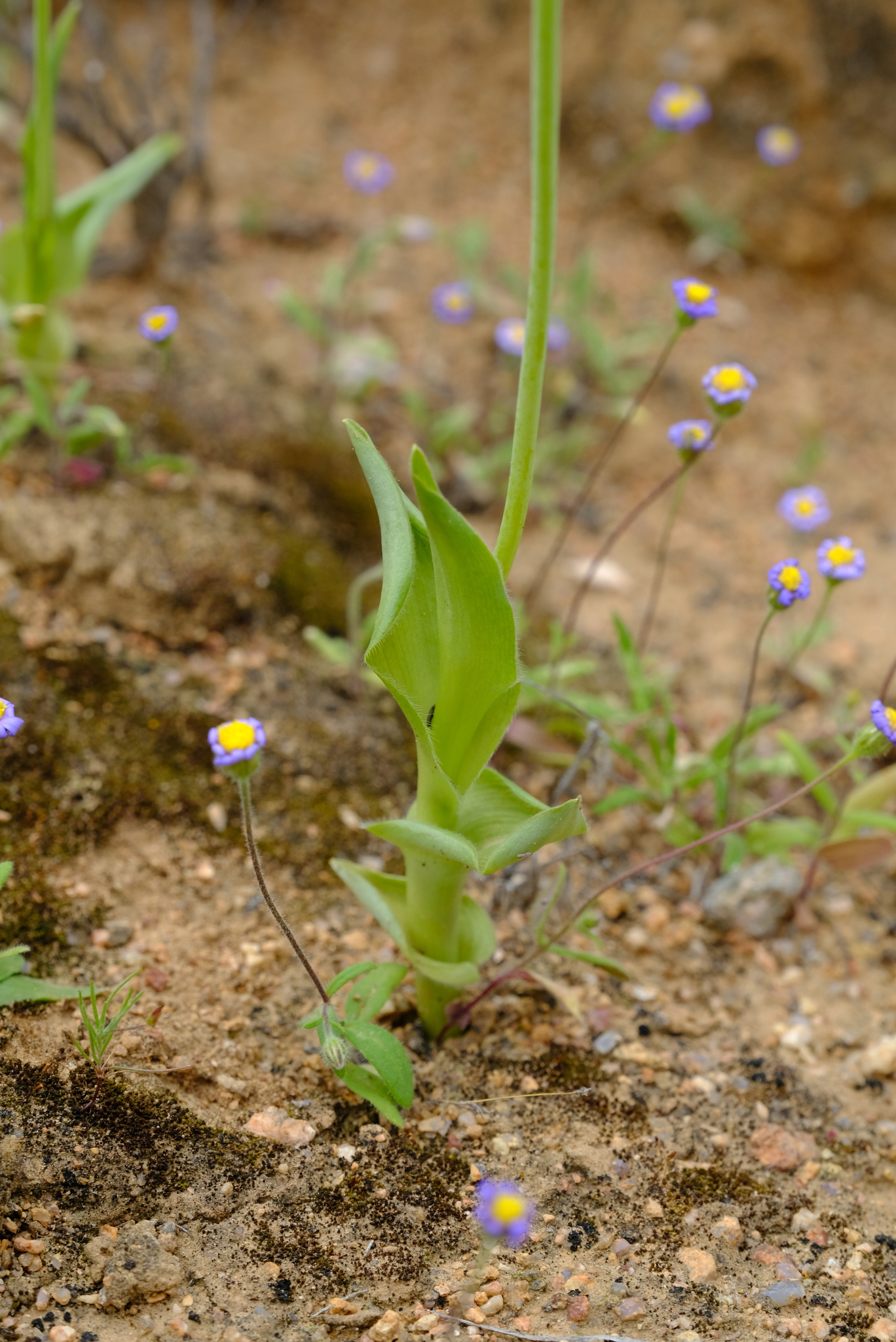 Ornithogalum hispidum subsp. hispidum