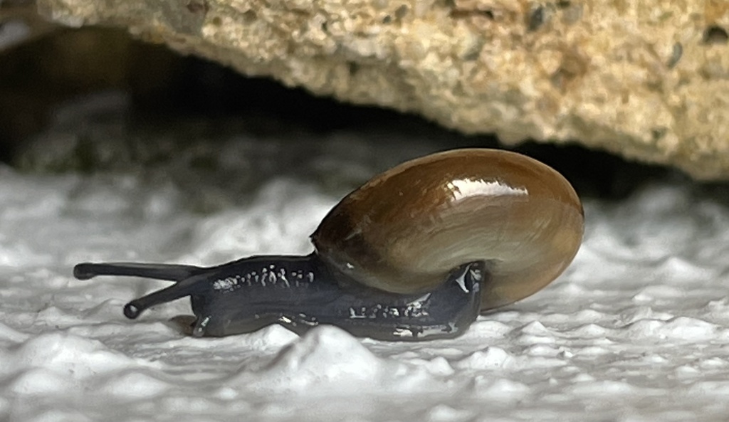 Typical Glass Snails from Frankston South, VIC, AU on September 20 ...