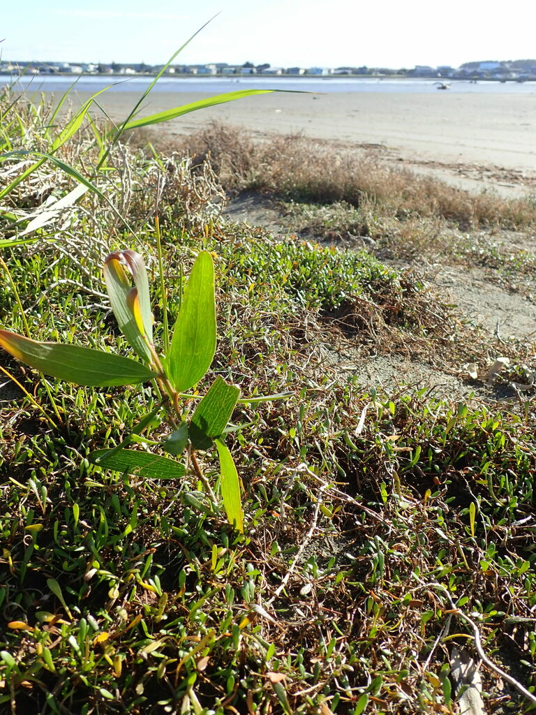 coastal wattle from Foxton Beach, New Zealand on September 17, 2022 at ...