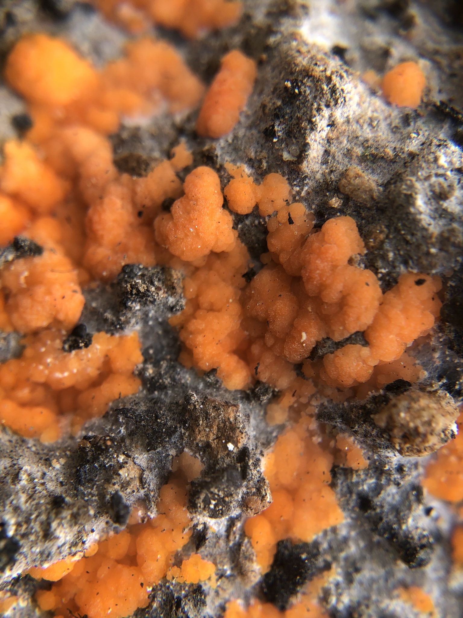 Pyronema Carus, 1834