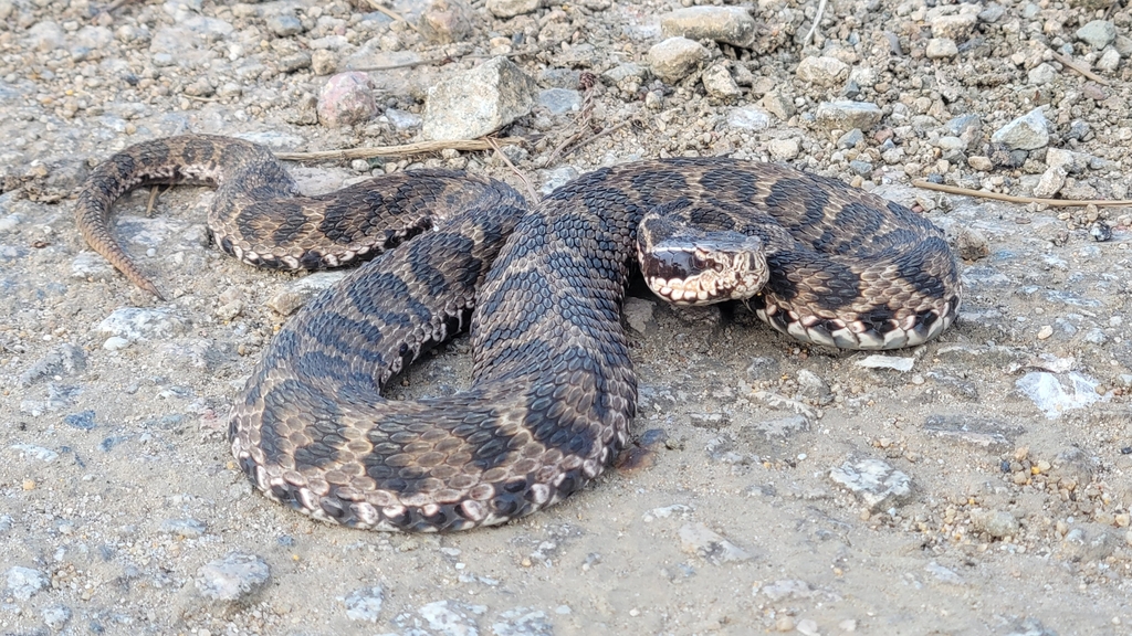 Short-tailed Mamushi from 대한민국 전라북도 정읍시 소성로 on September 20, 2022 at 04 ...