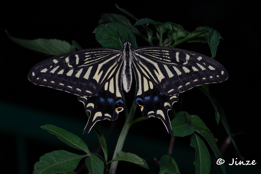 Chinese Yellow Swallowtail from 深圳-长湖头 on September 17, 2022 at 10:57 ...