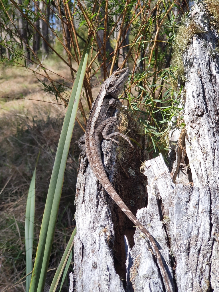 Jacky Dragon from Metz NSW 2350, Australia on September 20, 2022 at 01: ...