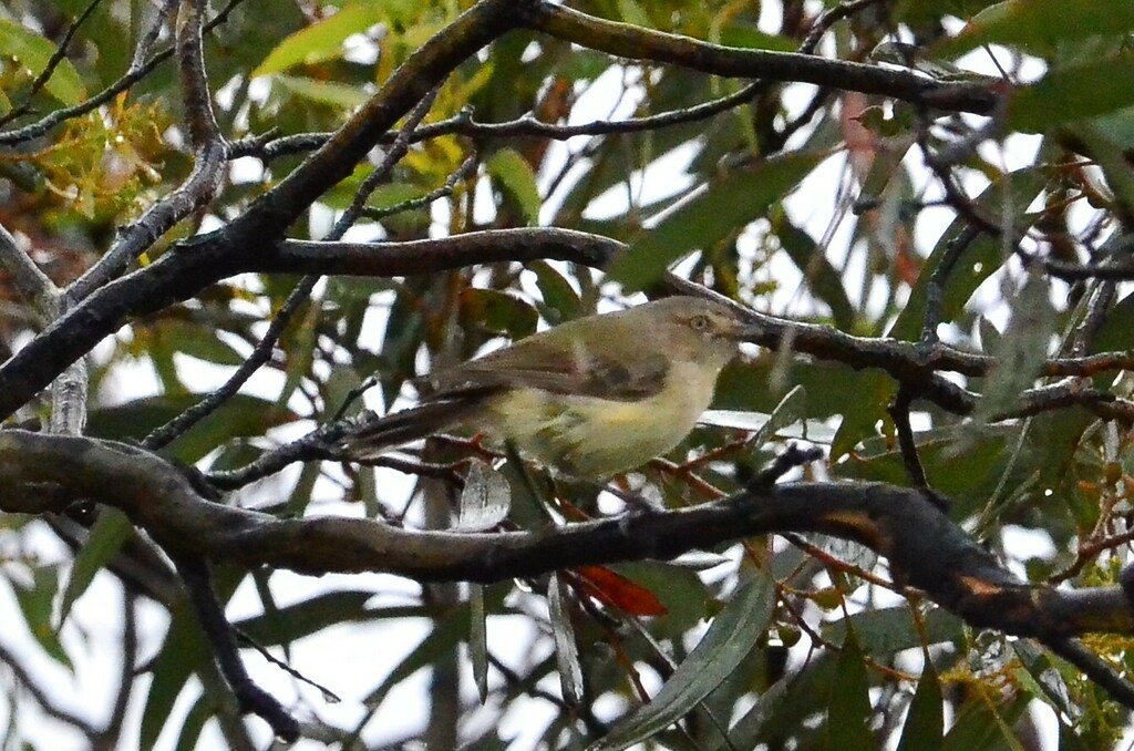 Thornbills and Allies from Ettrick Conservation Park SA 5253, Australia ...