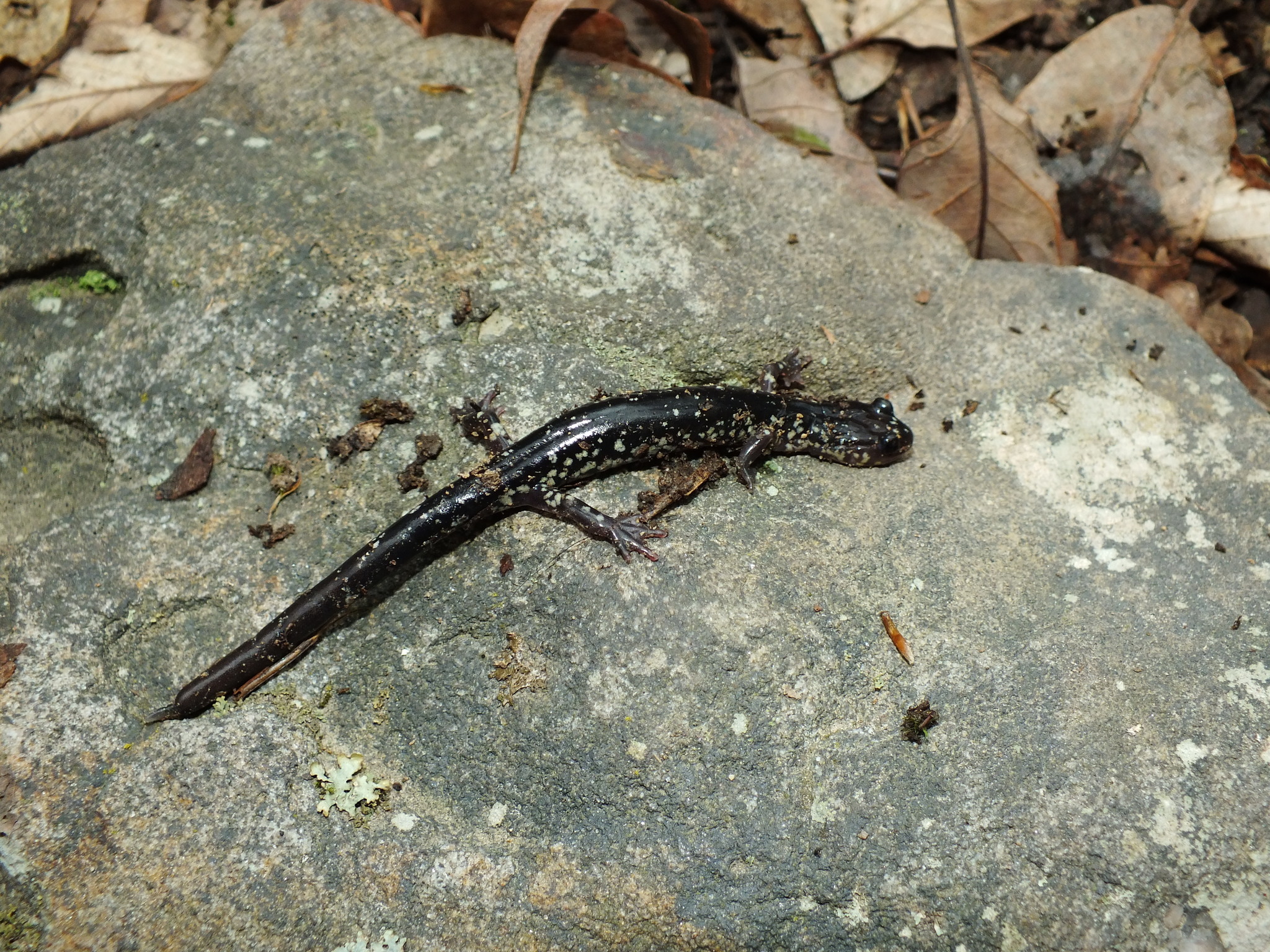 Plethodon punctatus Highton, 1972