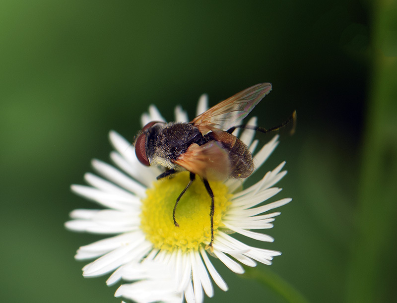 Phasiini from Граднулица, Зрењанин, Србија on September 15, 2022 at 03: ...