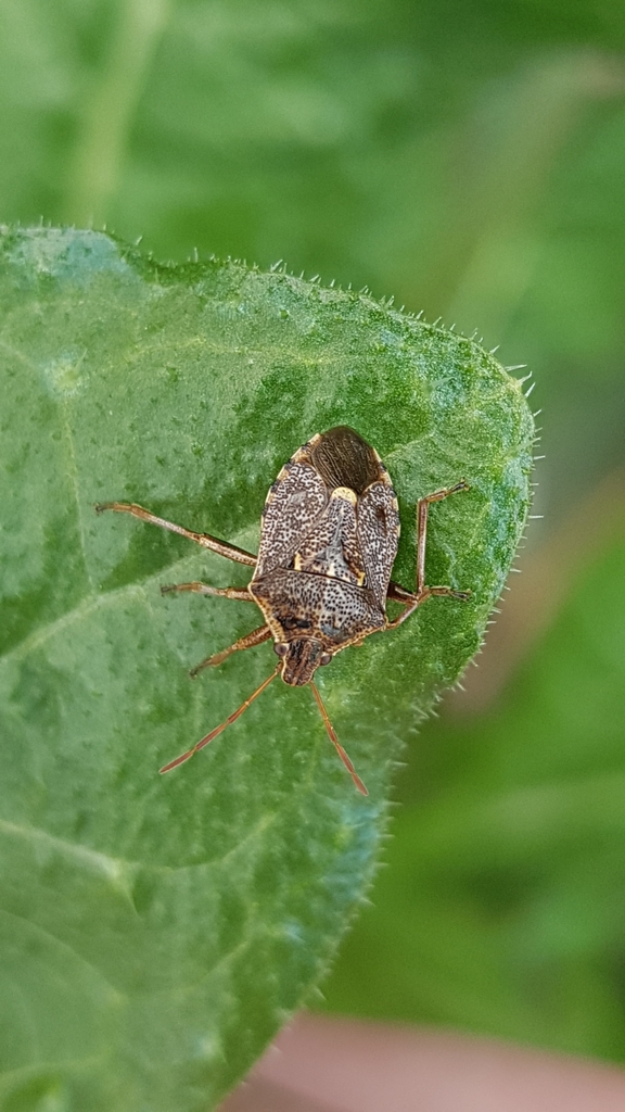Brown soldier bug from Flagstaff, Hamilton, New Zealand on September 20 ...