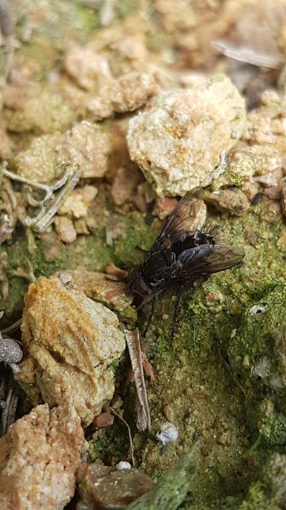 Tachinid Flies from Flagstaff, Hamilton, New Zealand on September 20 ...