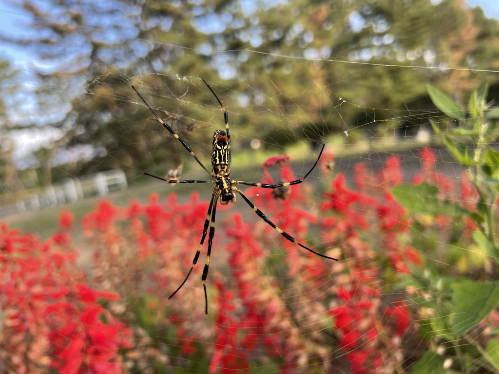 Joro Spider from 1 Chome 北 Ogata, Minamiakita District, Akita 010-0441 ...