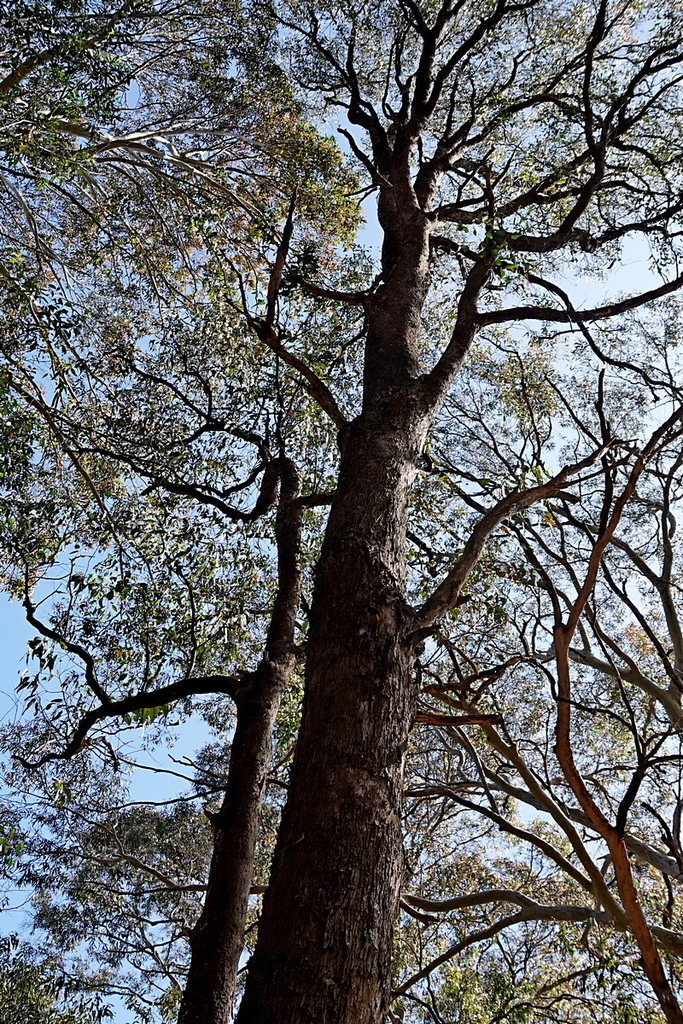 woollybutt from Wallaga Lake NSW 2546, Australia on September 17, 2022 ...