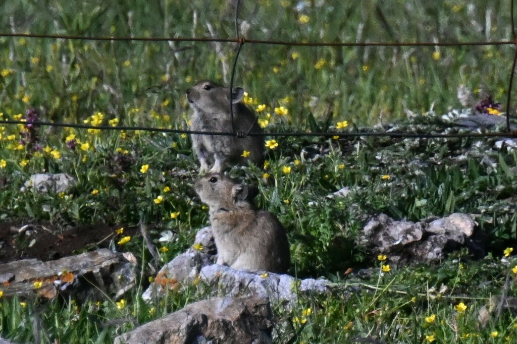 Black-lipped Pika from Gyêgu Tibetan, Qinghai, China on July 23, 2022 ...