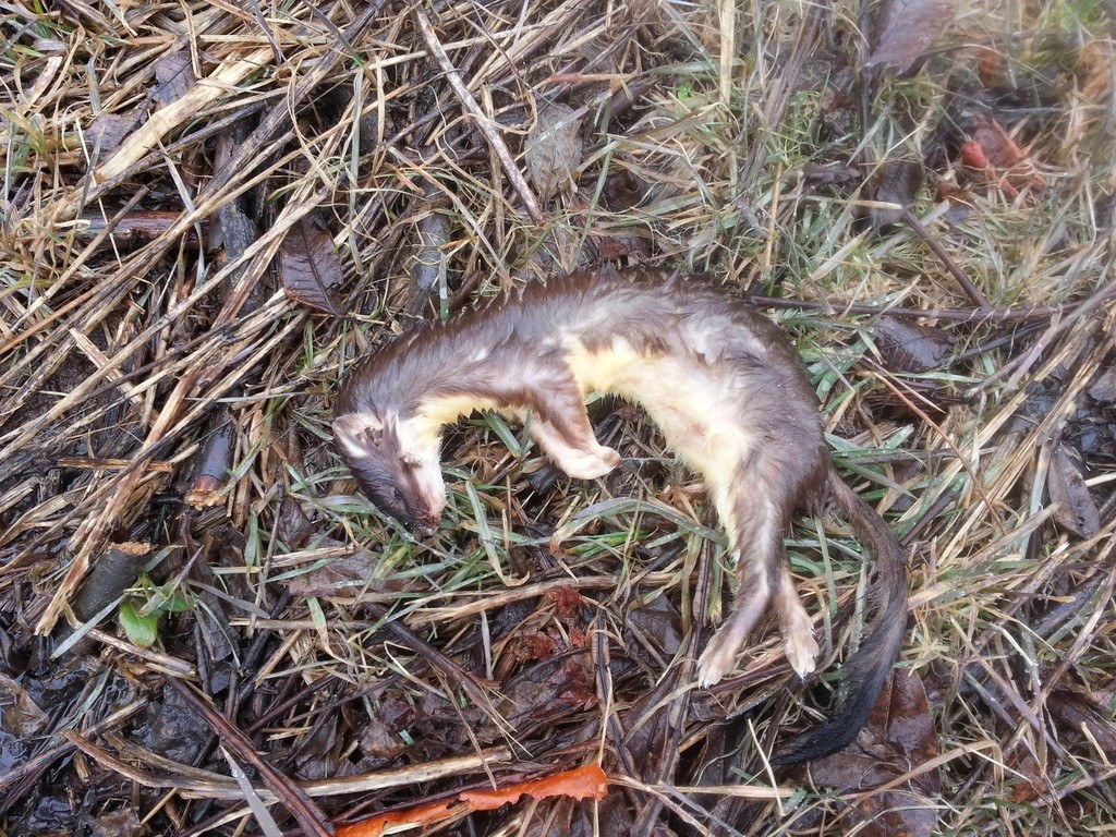 Long-tailed Weasel in March 2015 by Andrew DuBois. Found dead in a ...