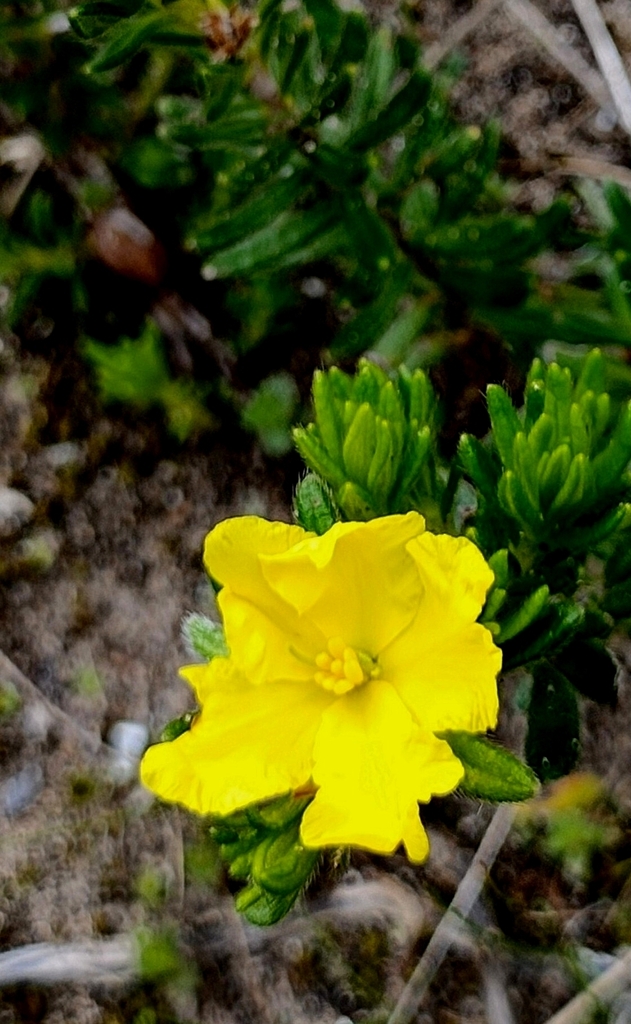 Silky Guinea-flower from Portsea VIC 3944, Australia on September 20 ...