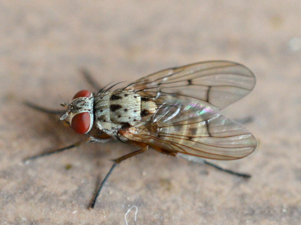 Helina from 2140 Tsentar, Botevgrad, Bulgaria on September 18, 2022 at ...