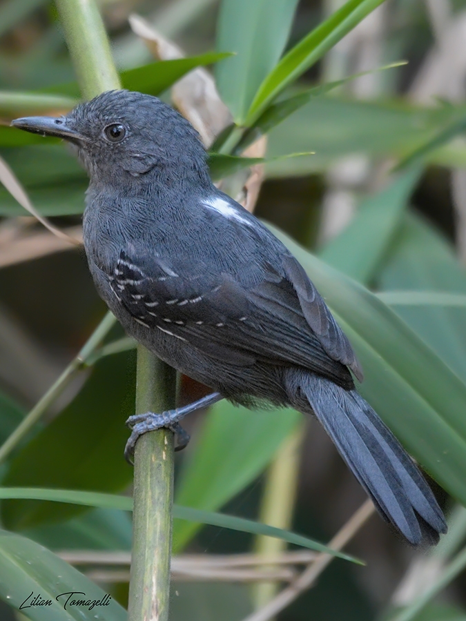 Blackish Antbird (Remanzo) · iNaturalist