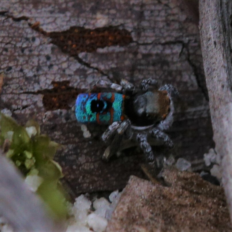 Maratus mungaich Waldock, 1995