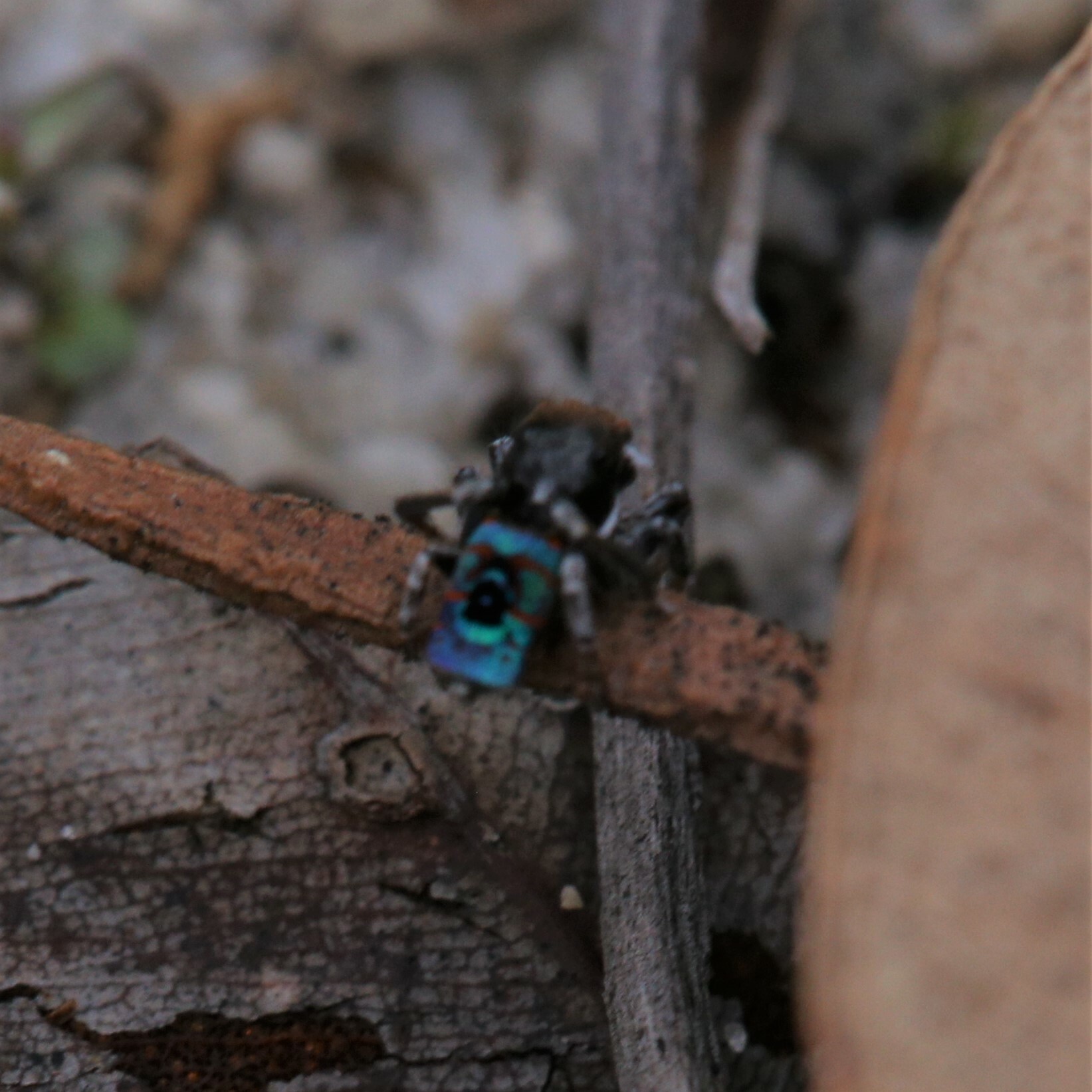 Maratus mungaich Waldock, 1995