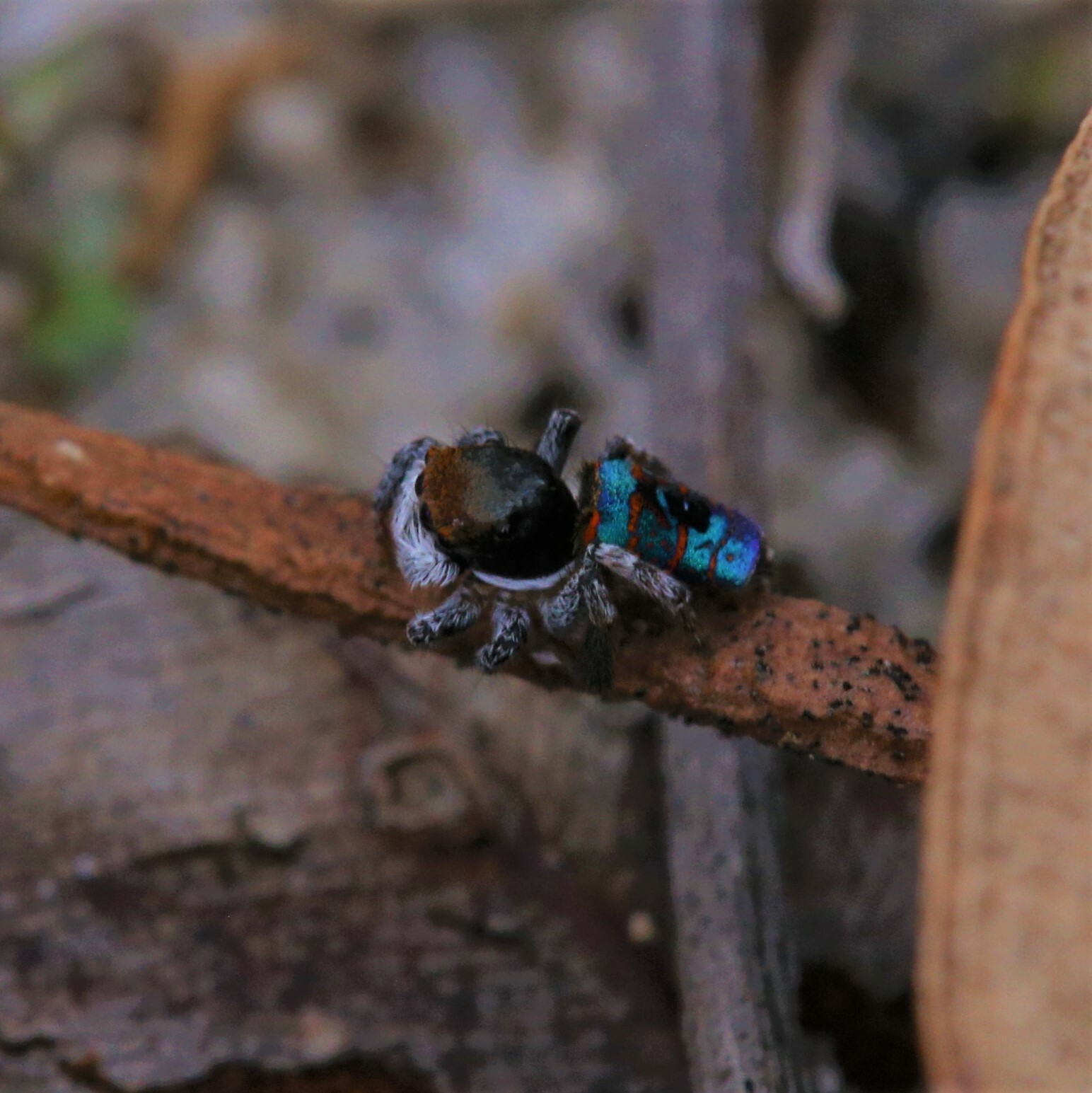Maratus mungaich Waldock, 1995