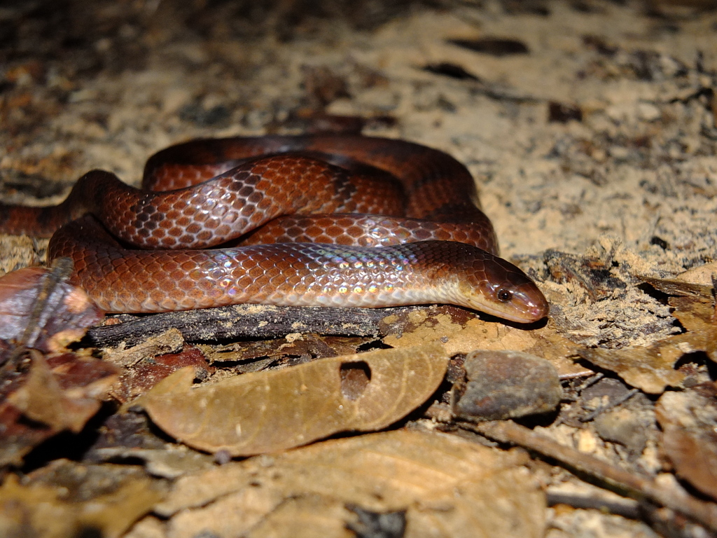 Flaming Ground Snake from Saül 97314, Guyane française on January 21 ...