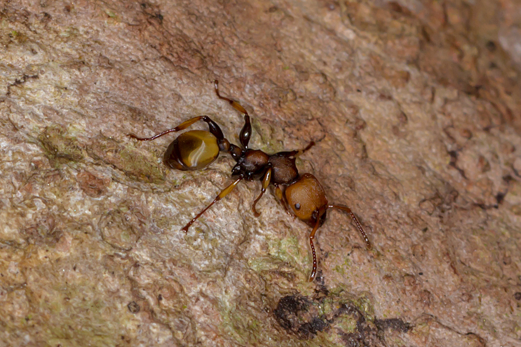 Muscular Ants from Syndicate QLD 4873, Australia on September 20, 2022 ...
