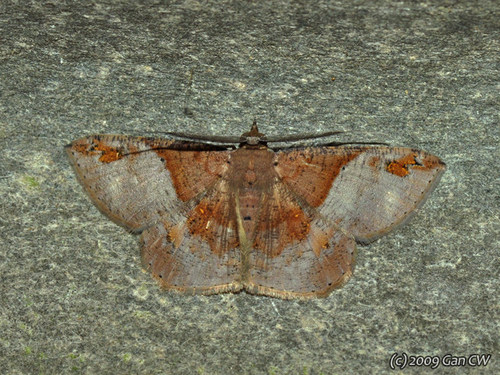 Petelia paroobathra · iNaturalist