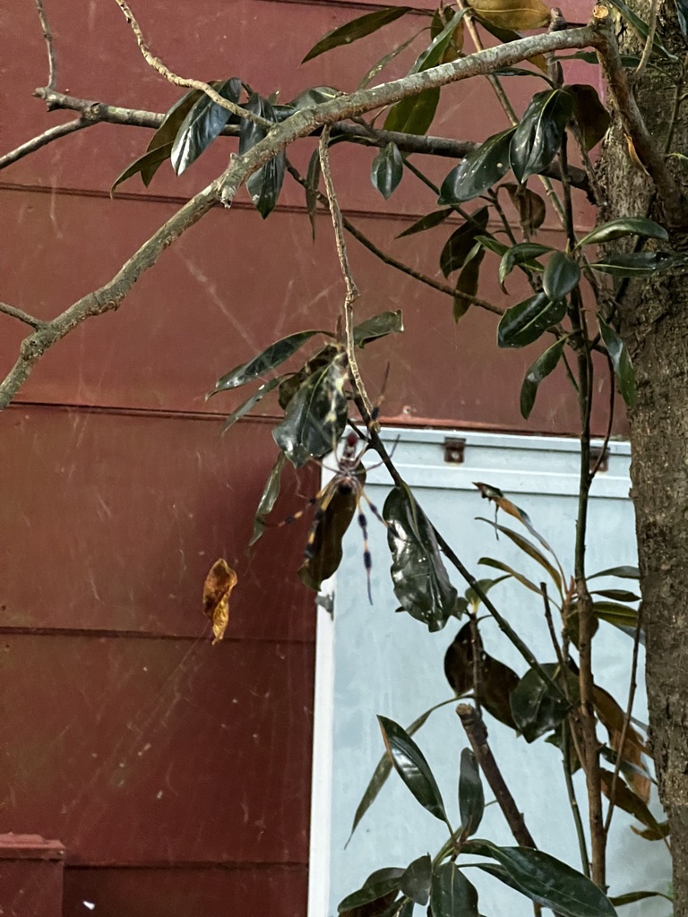 Golden Silk Spider from Auburn, AL, USA on September 20, 2022 at 06:43 ...