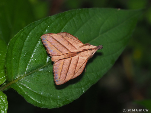 Arguda insulindiana · iNaturalist