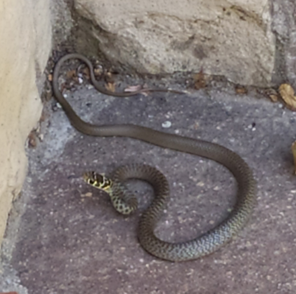 Green Whip Snake from 24058 Romano di Lombardia BG, Italia on September ...