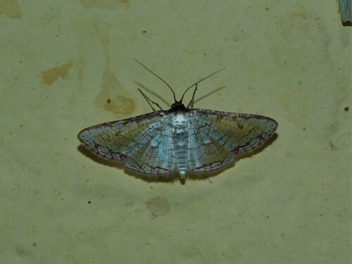 Rhodoneura serraticornis · iNaturalist