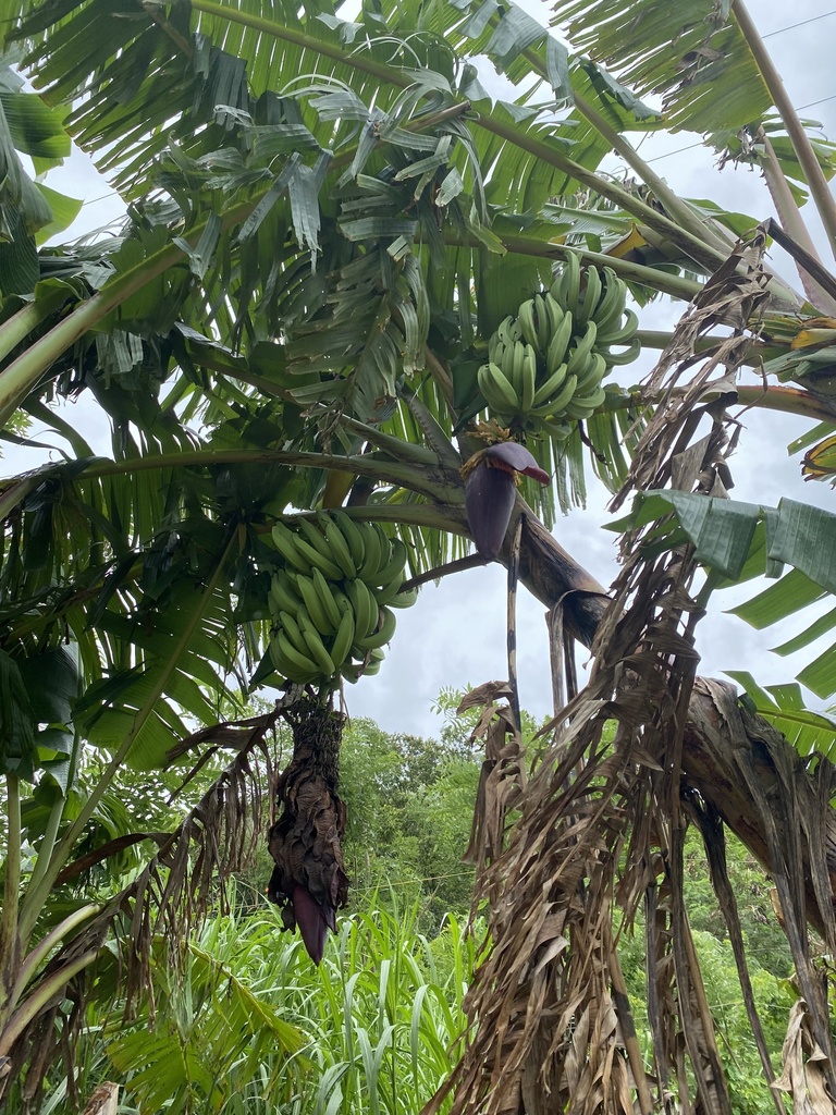 Plantain from Dominica, Dominica, DM on July 12, 2022 at 11:52 AM by ...