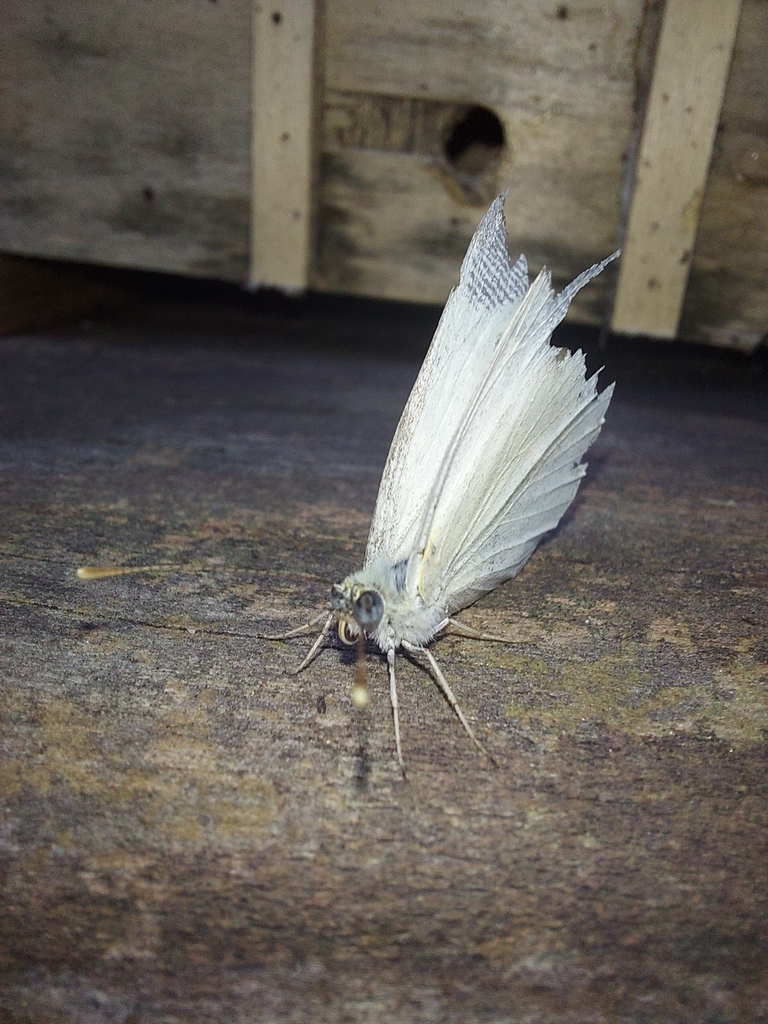 Carrot Seed Moth from Toronto, ON M4J 4X6, Canada on September 20, 2022 ...