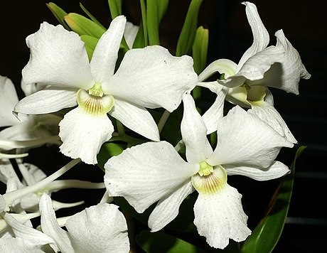 Dendrobium sanderae (Philippines Endemic Orchids) · iNaturalist