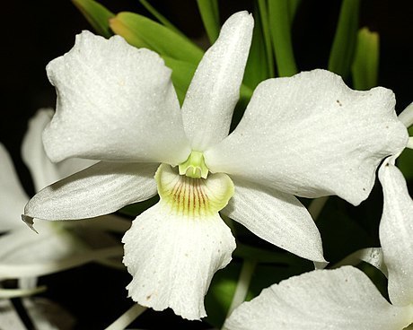 Dendrobium sanderae (Philippines Endemic Orchids) · iNaturalist