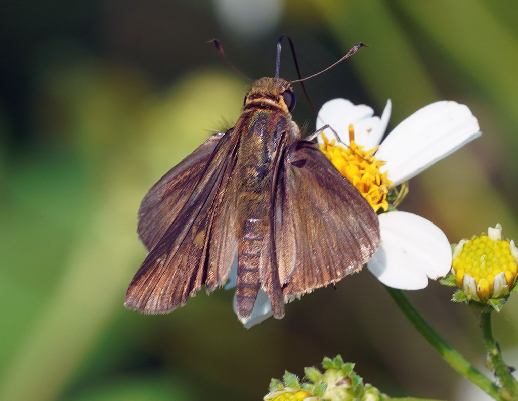 Ocola Skipper from Osceola County, FL, USA on September 20, 2022 at 09: ...