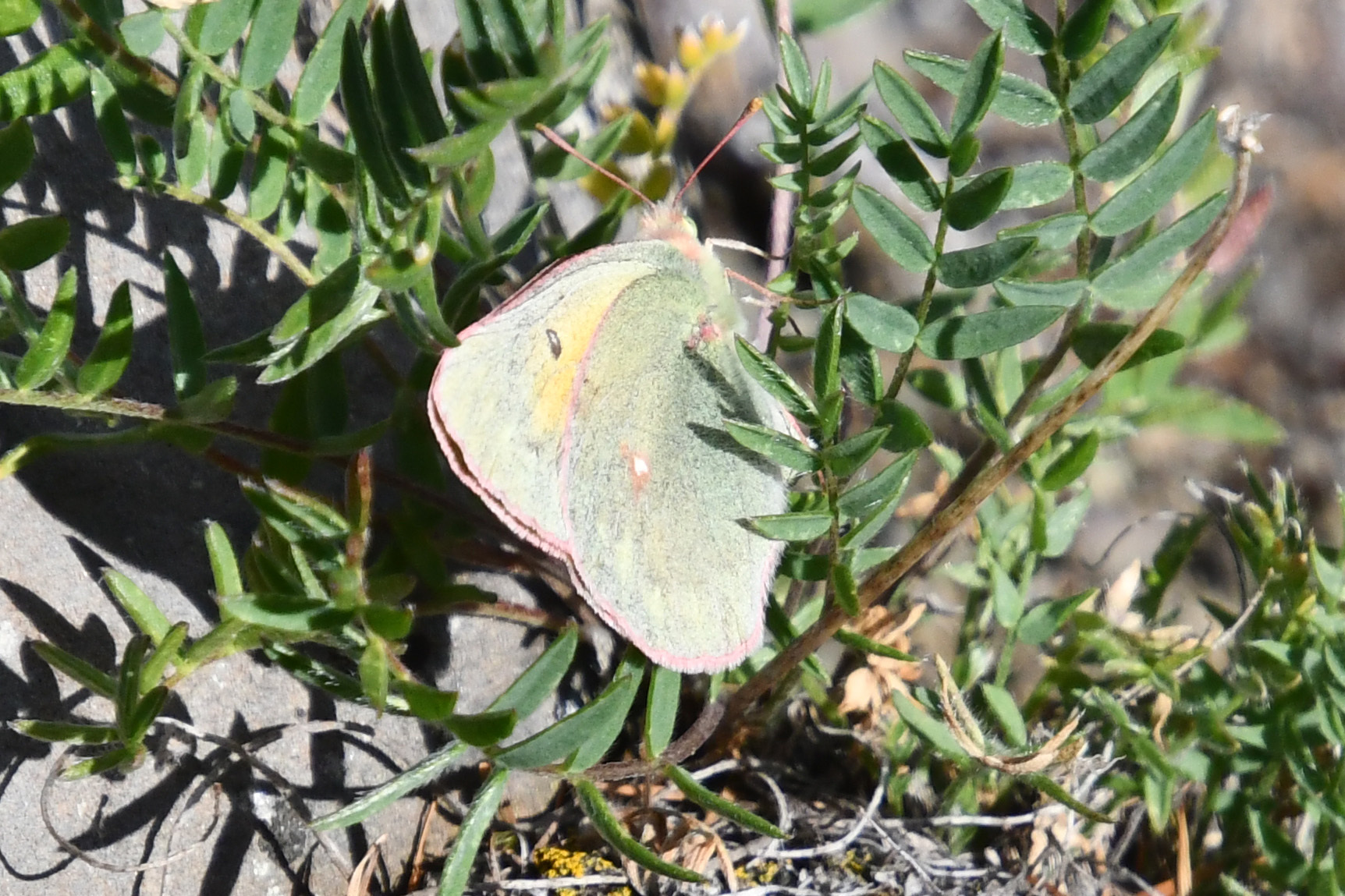 Colias hecla Lefèbvre, 1836