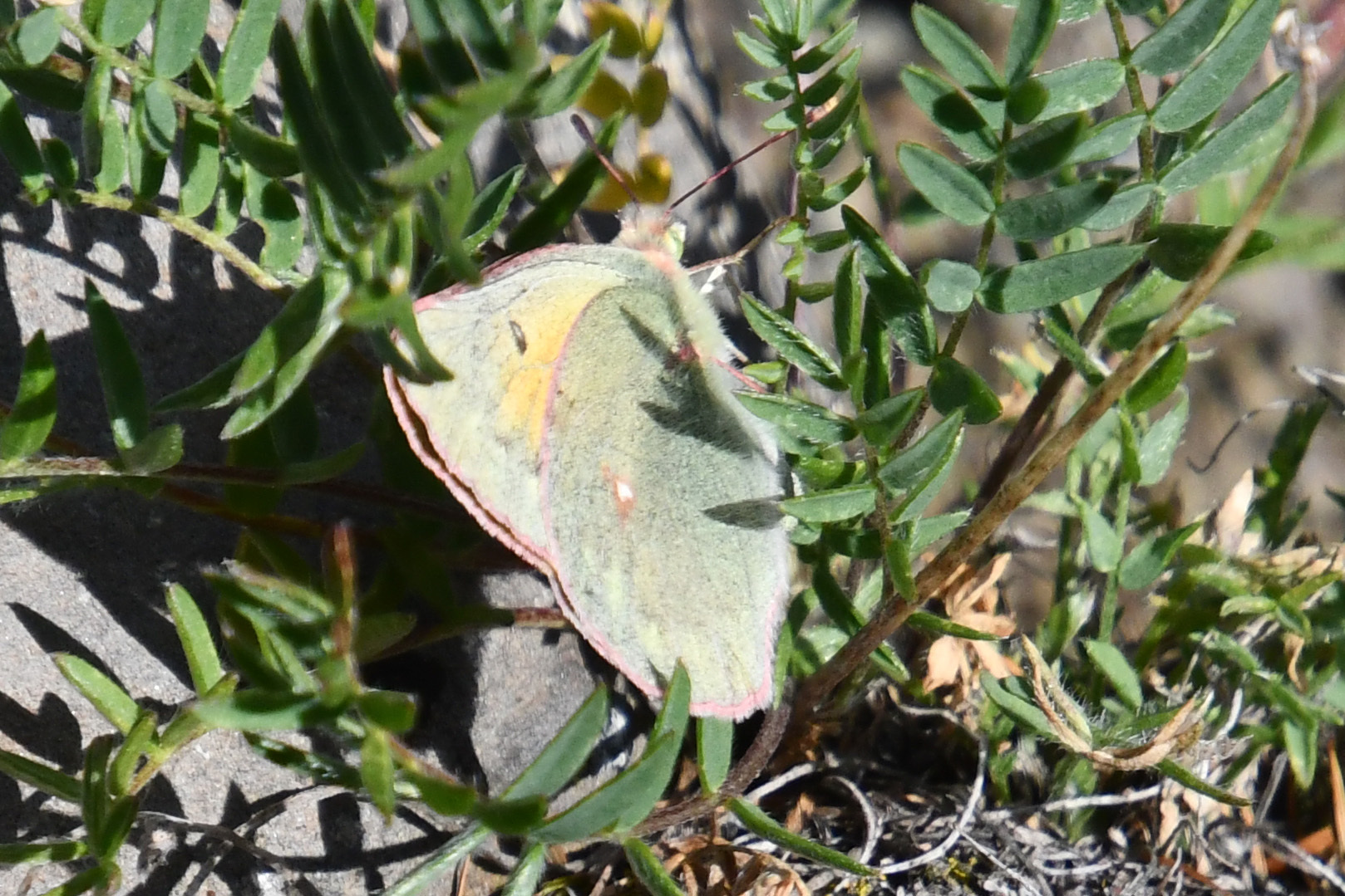 Colias hecla Lefèbvre, 1836