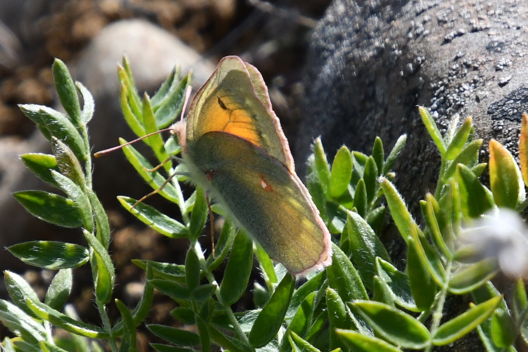 Colias hecla Lefèbvre, 1836